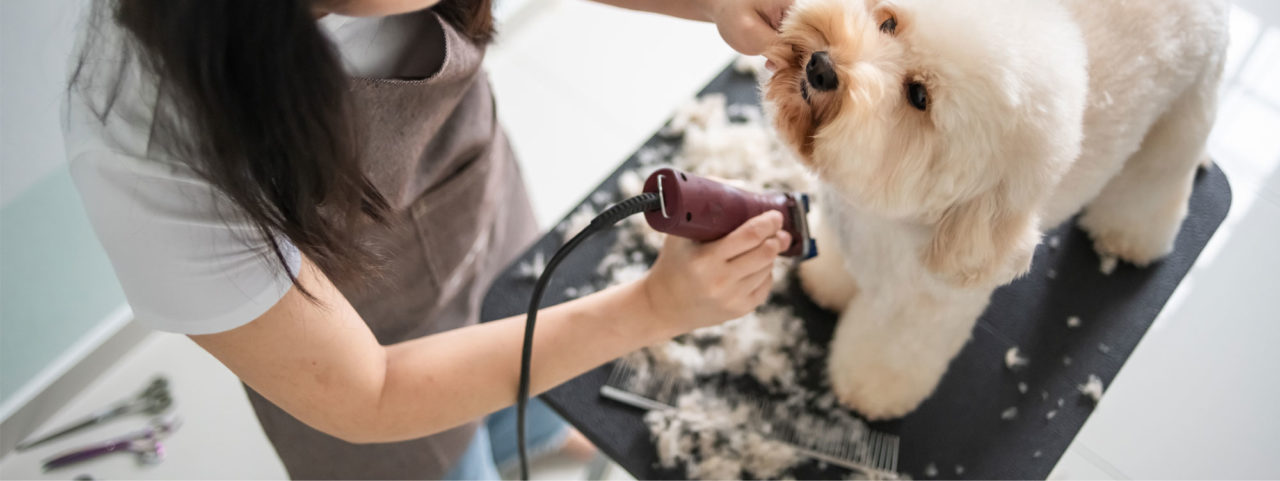 Full Service Pet Salon & Grooming Services | Hilo, HI