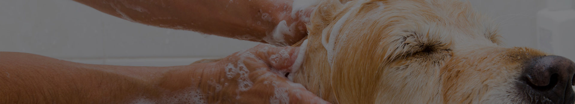 Contact Us - Shear Magic