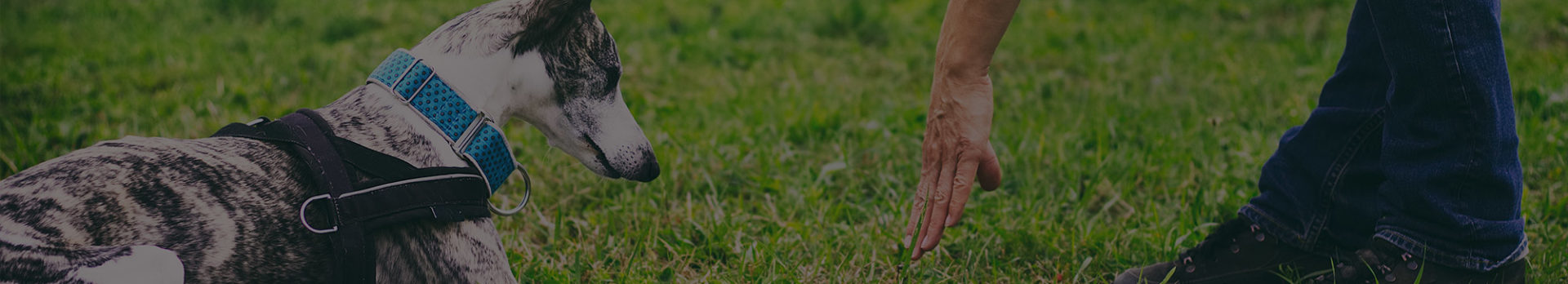 Gallery - Shear Magic